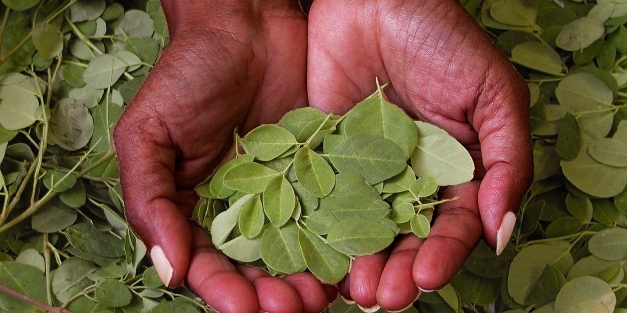Moringa: Para que sirve, propiedades, beneficios, contraindicaciones y más