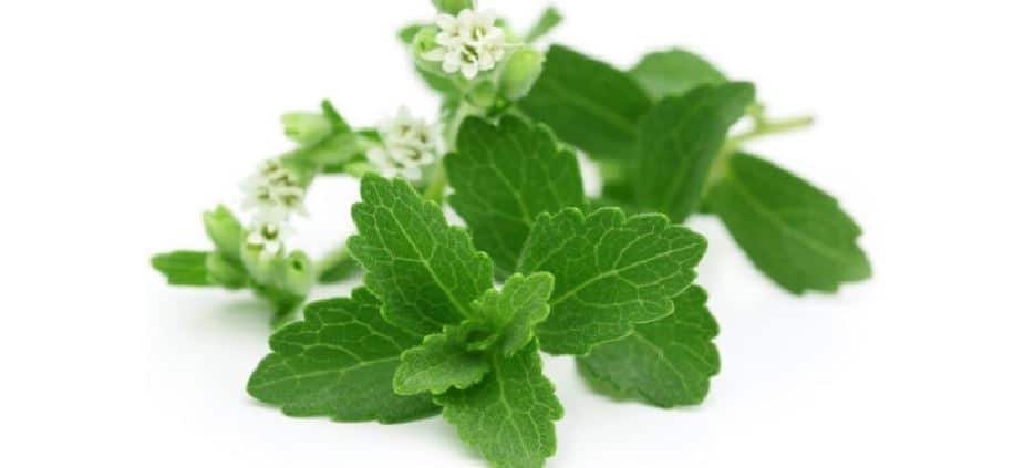 Stevia: Para que sirve, propiedades, beneficios, contraindicaciones y más