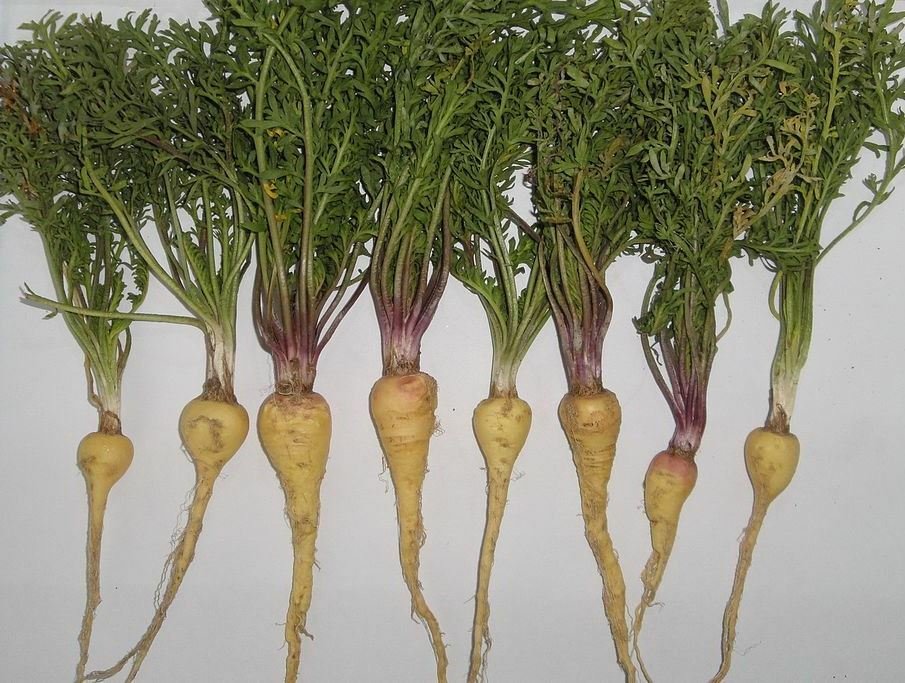 Maca: Para que sirve, propiedades, beneficios, contraindicaciones y más