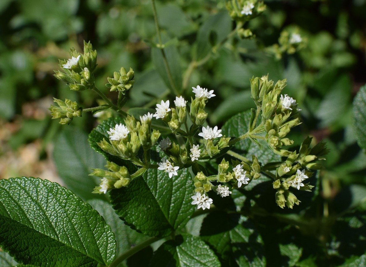 Stevia: Para que sirve, propiedades, beneficios, contraindicaciones y más