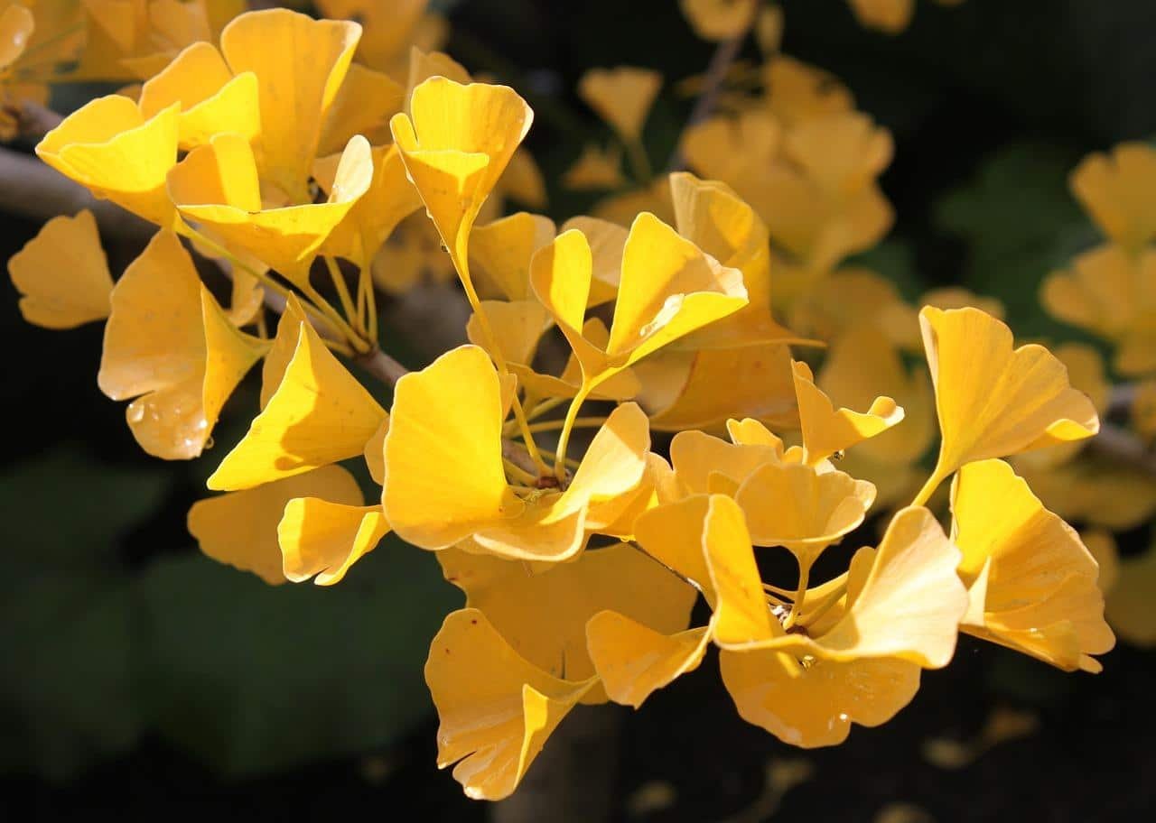 Ginkgo Biloba: Para que sirve, propiedades, beneficios ...